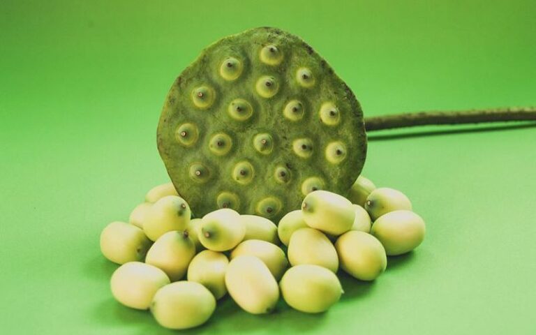 Top 10+ Lotus Seeds Benefits and Their Uses - AK FOOD